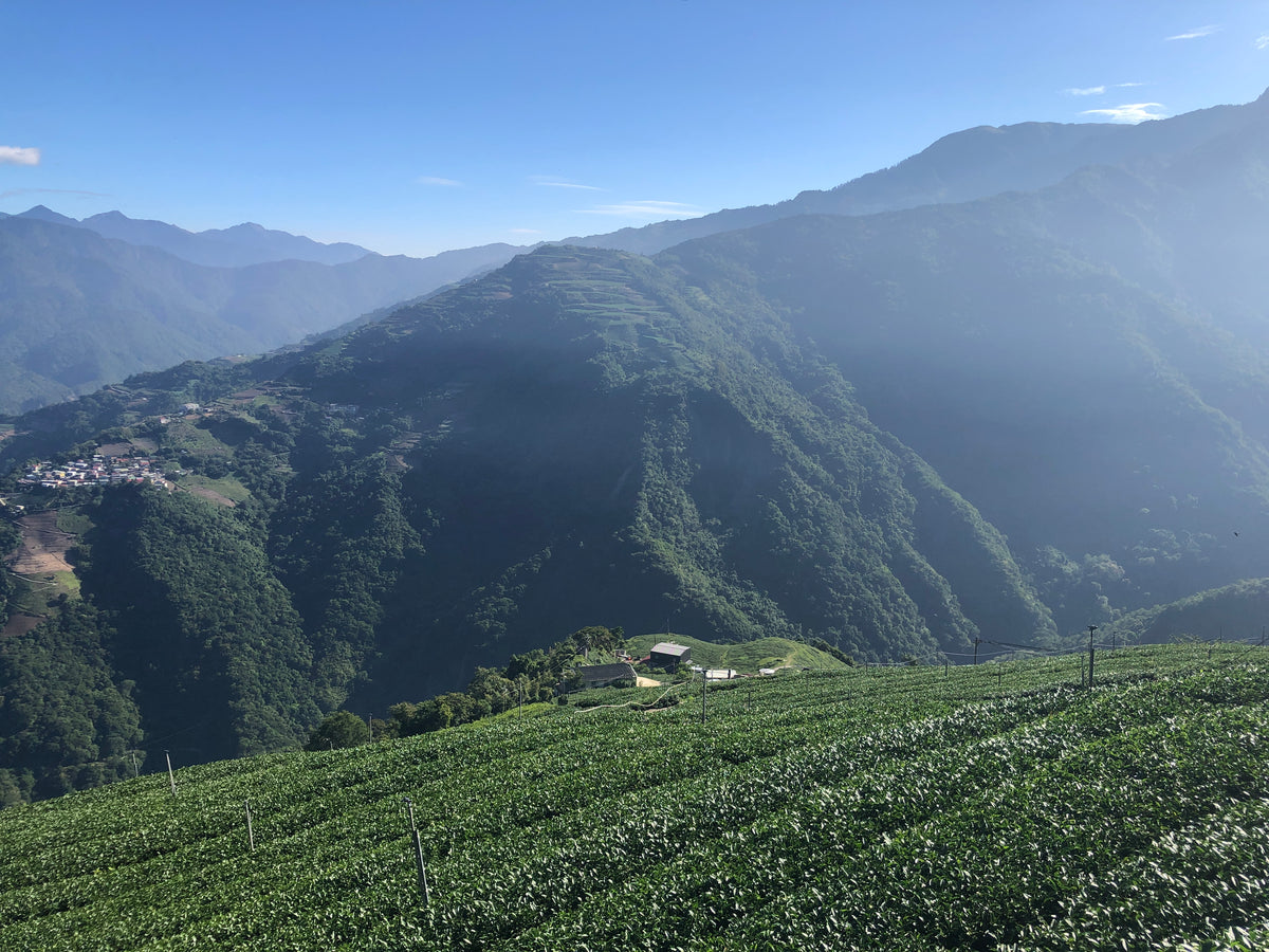 Why Aren't All Organic Teas Certified? – Mountain Stream Teas 統一編號 ...