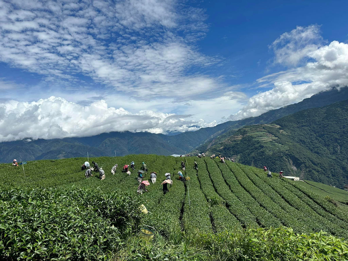 Newsletter Teas – Mountain Stream Teas