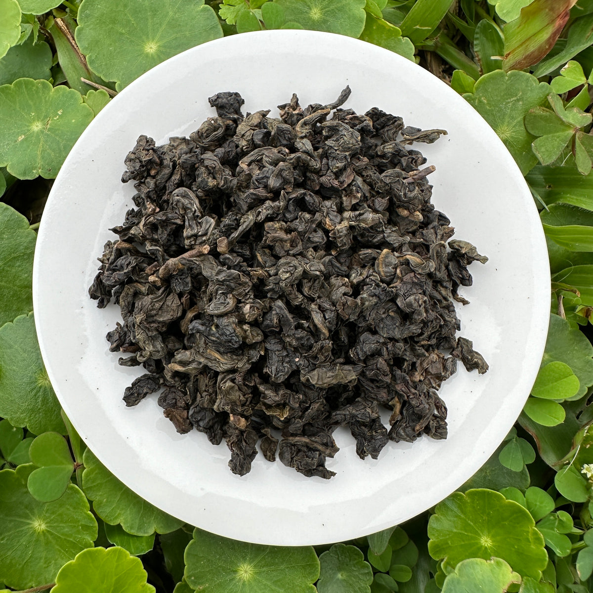 Competition Muzha Tieguanyin – Mountain Stream Teas