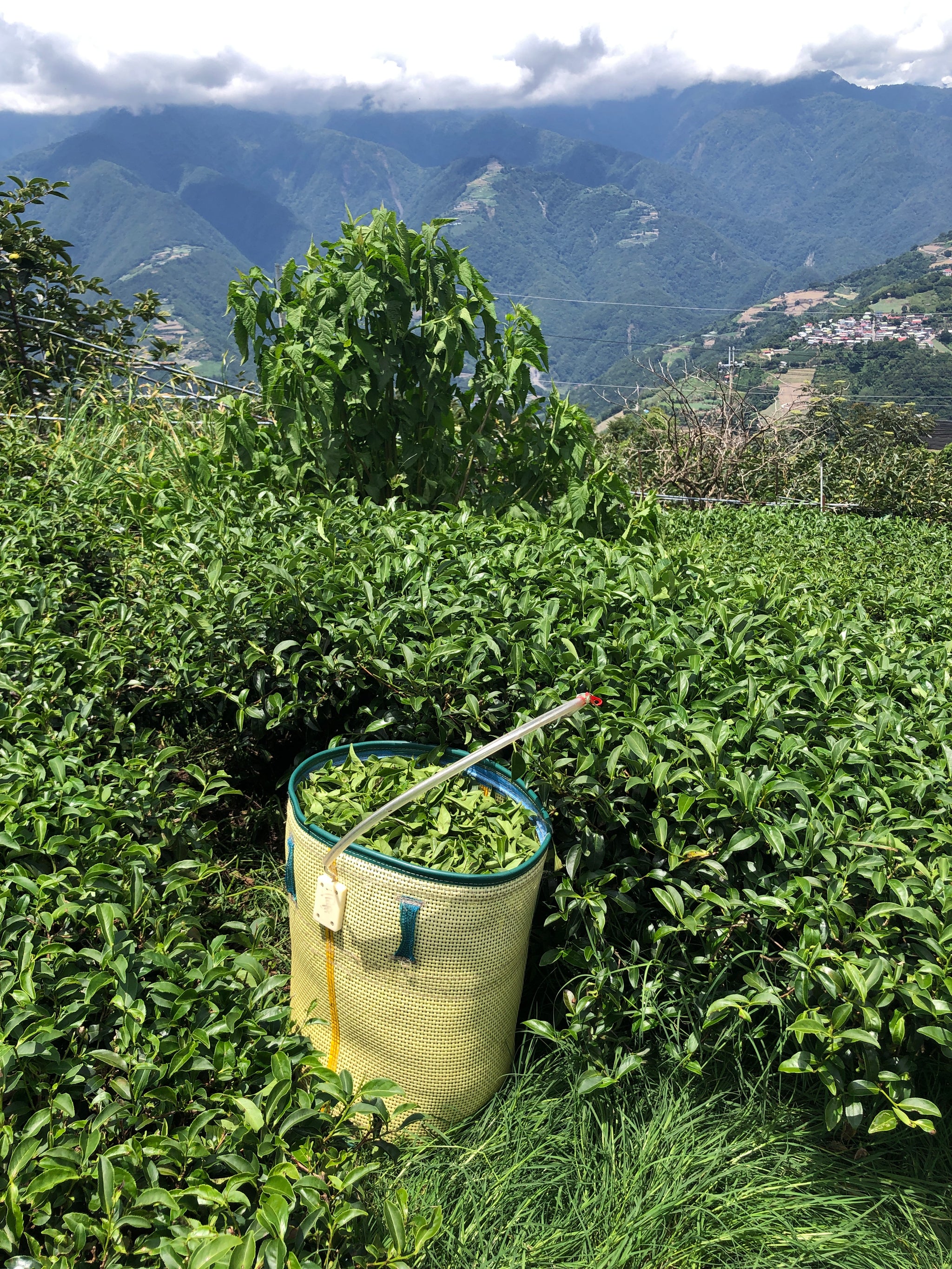 Our Freshest Teas – Mountain Stream Teas