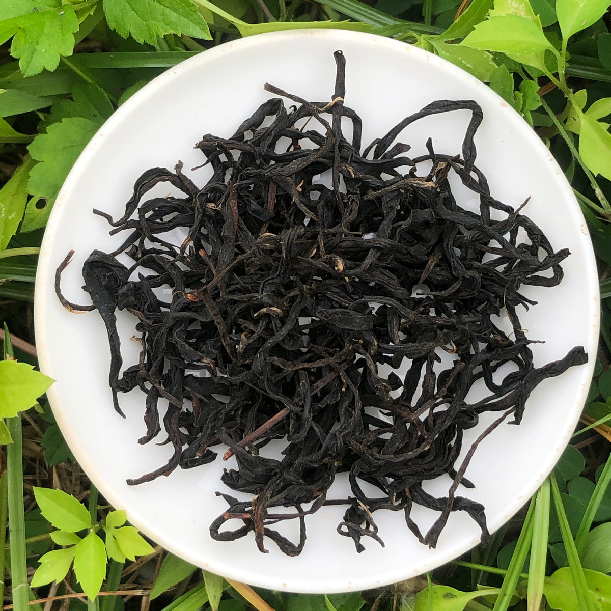 Snow Mist Teas -- **2026 Pick In Stock** – Mountain Stream Teas
