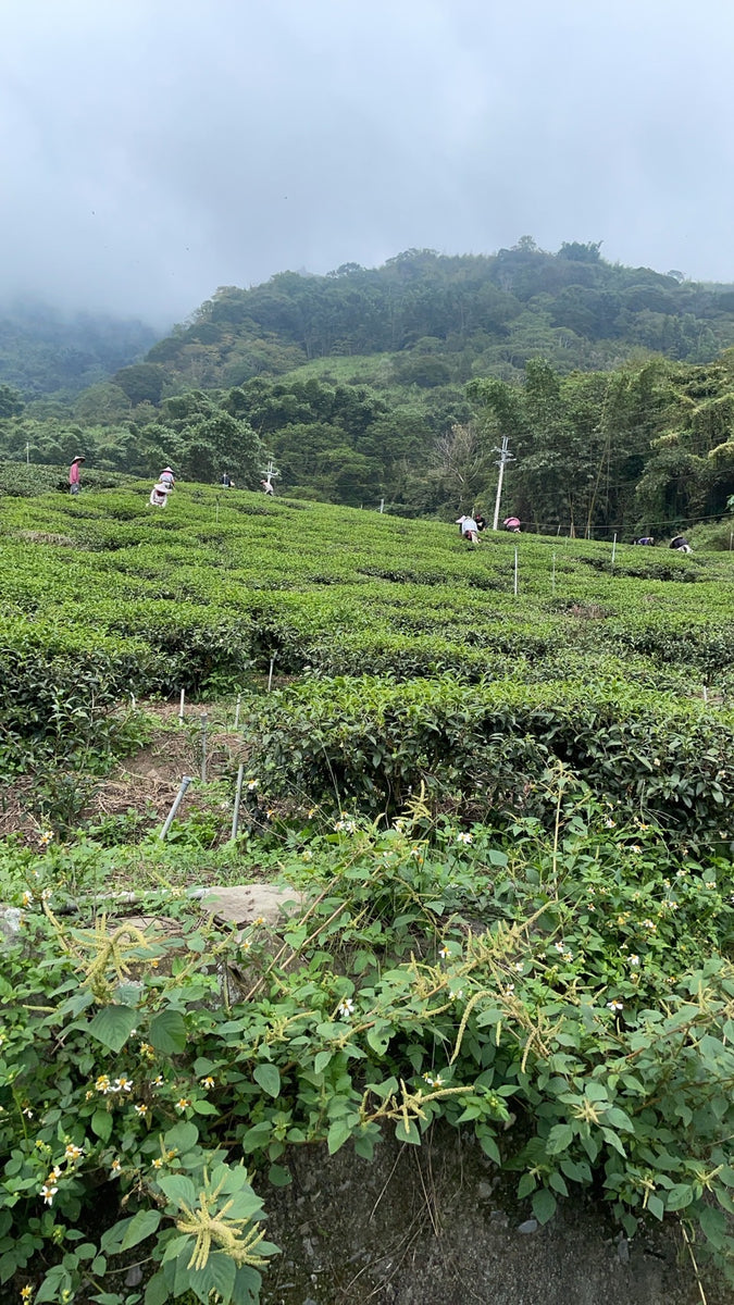 Organic Jade Mountain Honey Black – Mountain Stream Teas